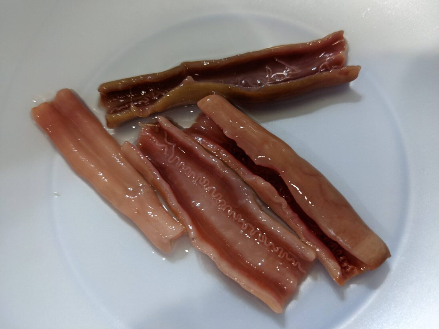 【写真付き】釣り餌を食べる！？ユムシの味は？【閲覧注意】 | たかぴょんの『だがしかしたかし』